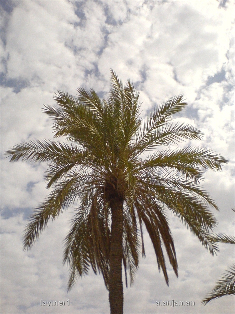 ليمر laymer ( بندر عامري ) | بندر عامري