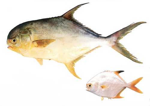 ماهیگیری با پشه | ماهی ها